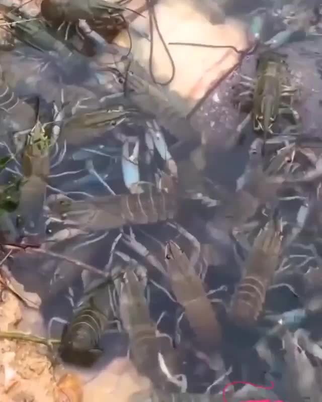 This is a beautiful and charming water-dwelling species