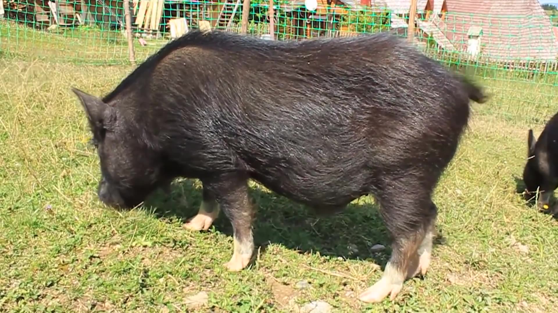 Meet the 15 Most Fattest Animals Ever! 🐋🦕 #LargestAnimals # ...