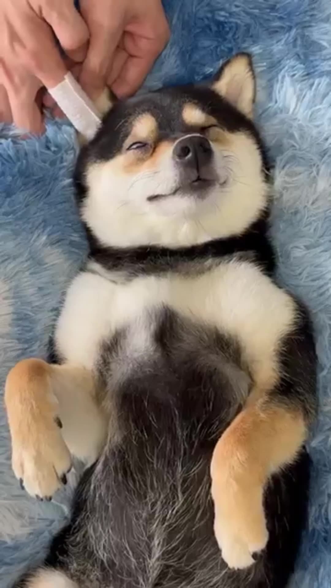 Hilarious Dog Reactions That Will Make You Laugh Out Loud!