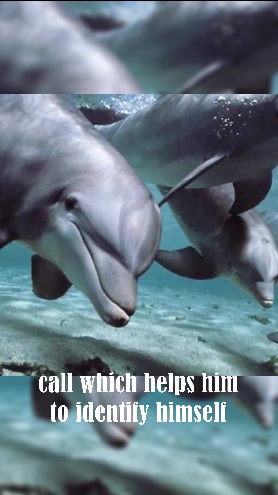 How Bottlenose Dolphins Are Incredibility Smart