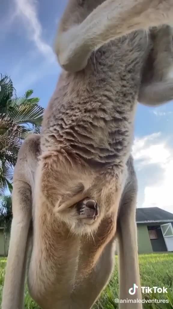 What does the inside of a Kangaroo pouch look like? Kangaroo's pouch ...