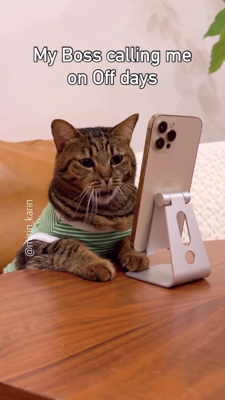 When You've Got Guard Cats