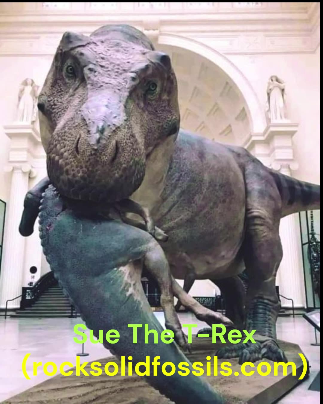 Sue The T Rex #dinosaur #jurassicworld #jurassicpark