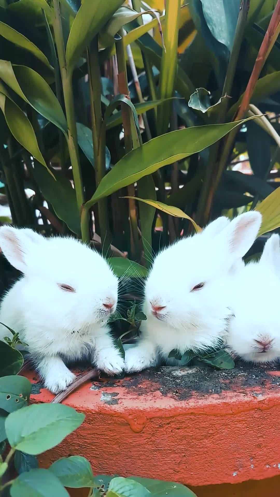 Cute rabbit are eating grass