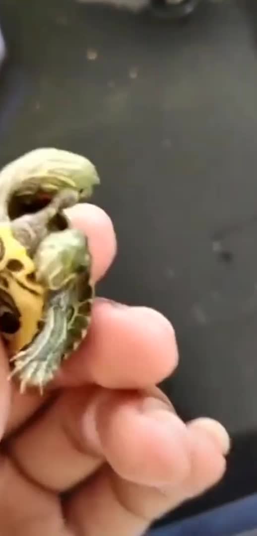 A rare two-headed turtle is alive | baby double headed turtle