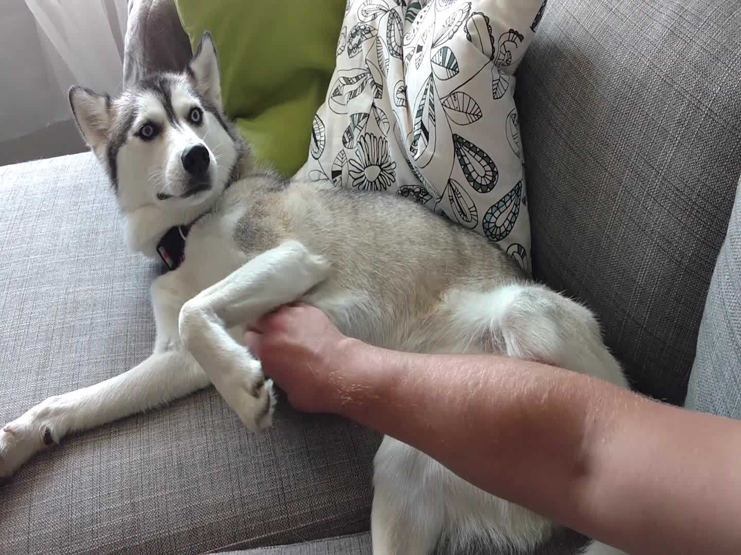 Needy Husky Requests Endless Belly Rubs From Owner