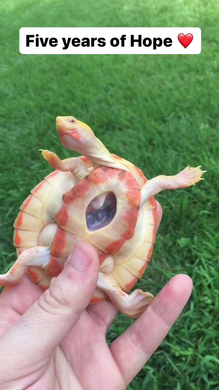 'Hope' the Turtle w/ an Exposed Heart Turned 6-Years-Old!