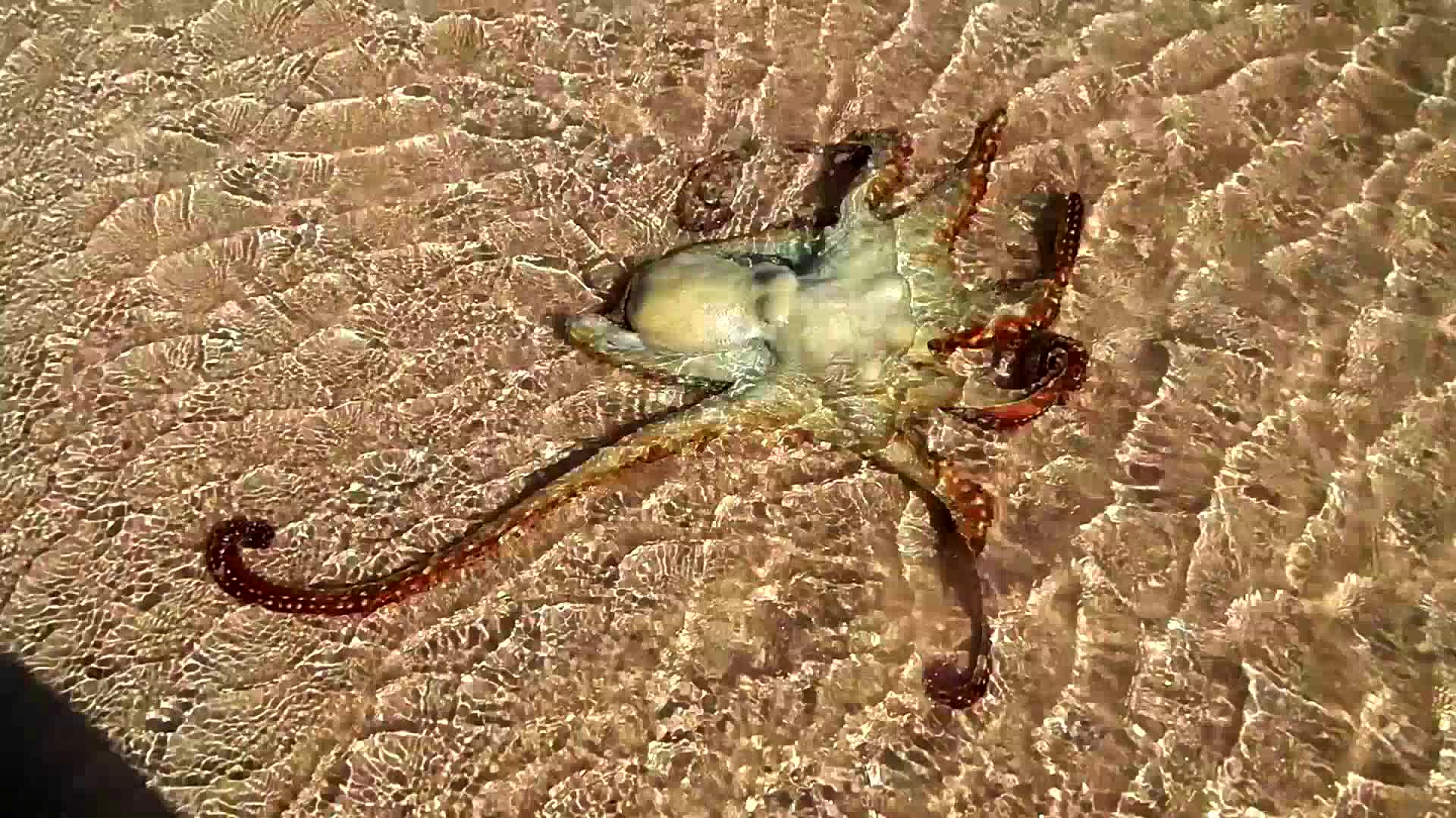 Octopus Returns To Give A Thank You To People Who Rescued It