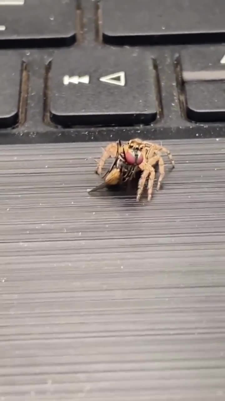 This is how fast spiders are