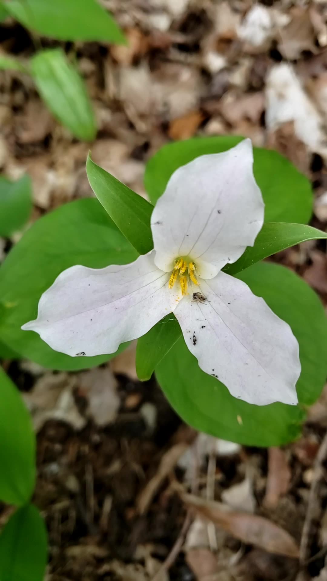 Trillium grandiflorum, the white trillium, great white trillium flower 2024