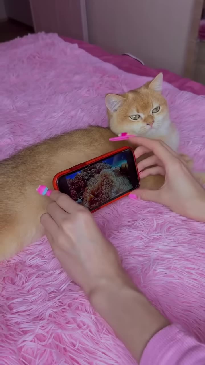 Is my cat Nika cute?