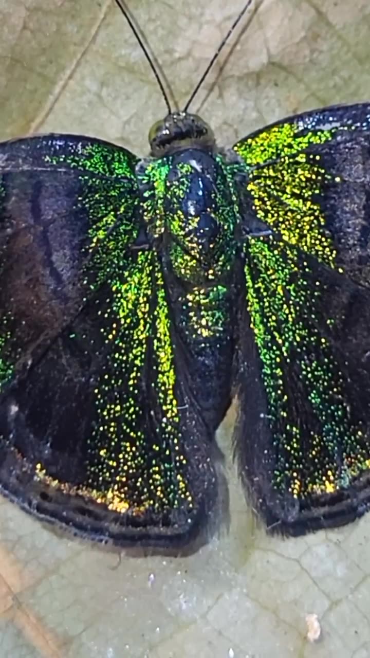 5 Unusual & Unique Insects