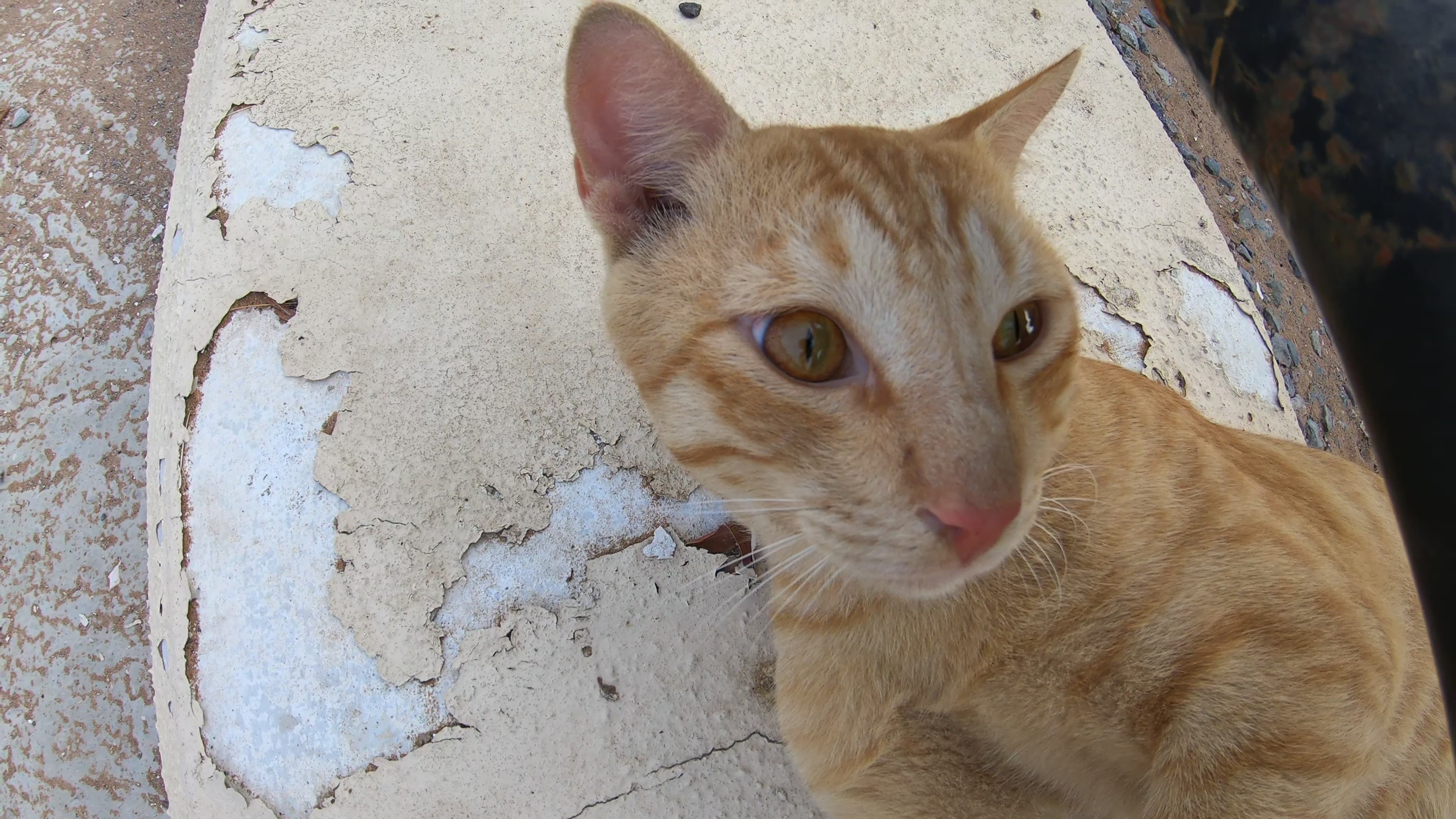 ED SHEERAN - Homeless cat in Ras Al Khaimah, UAE #cat #cats #EdSheeran ...