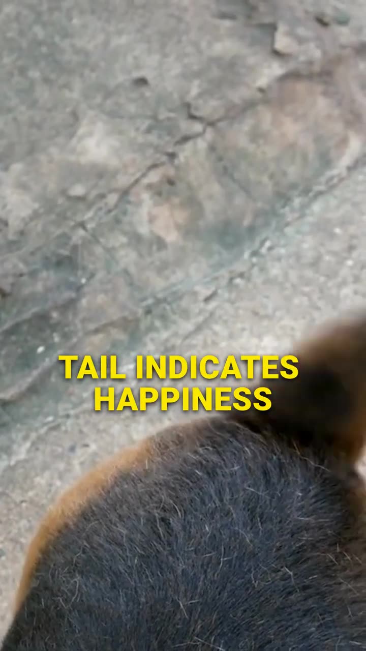 Understanding Your Cat's Tail Language _ Decode Feline Emotions # ...