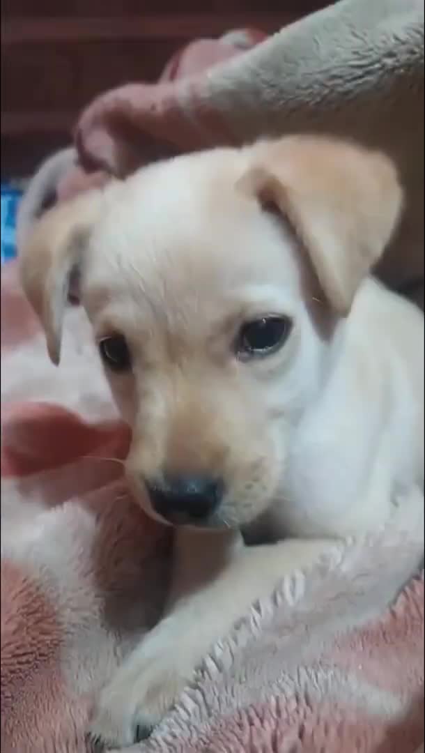 Cute Golden Retriever