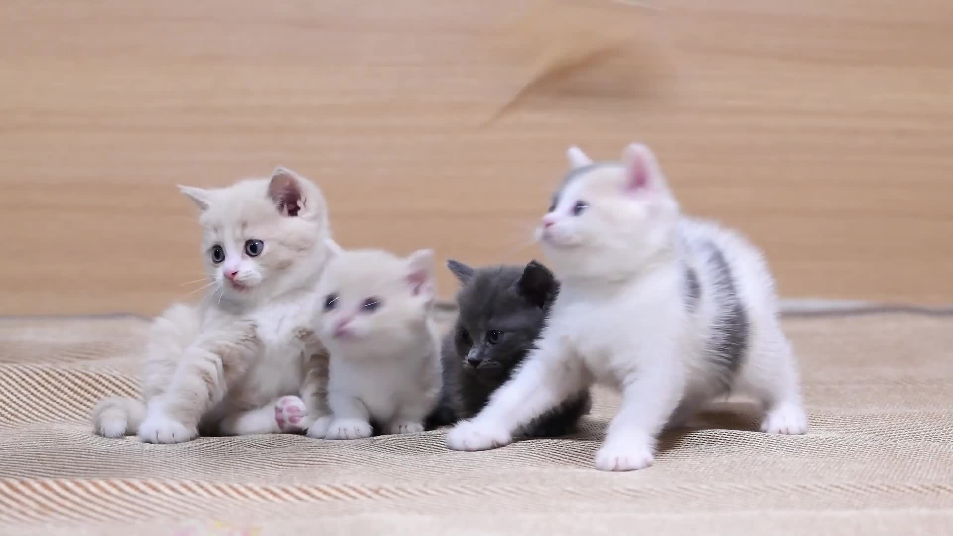 【cute pet world】There are four cute kittens for the show today, which ...