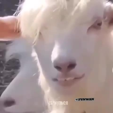 Sheep look like Brad Pitt!!!!!
