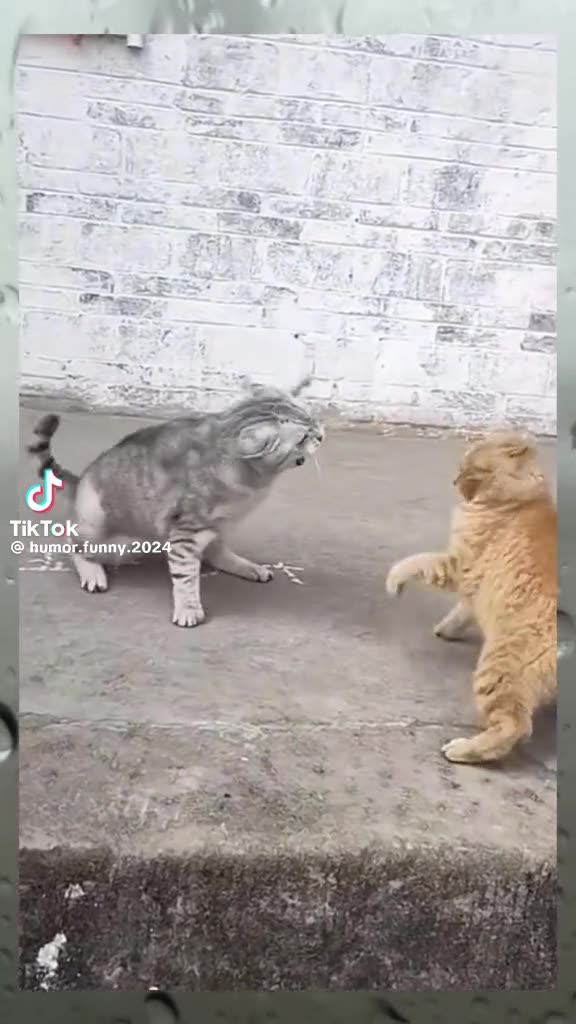 "Cats in a Stupid Stupid Situations That Make You Laugh!"