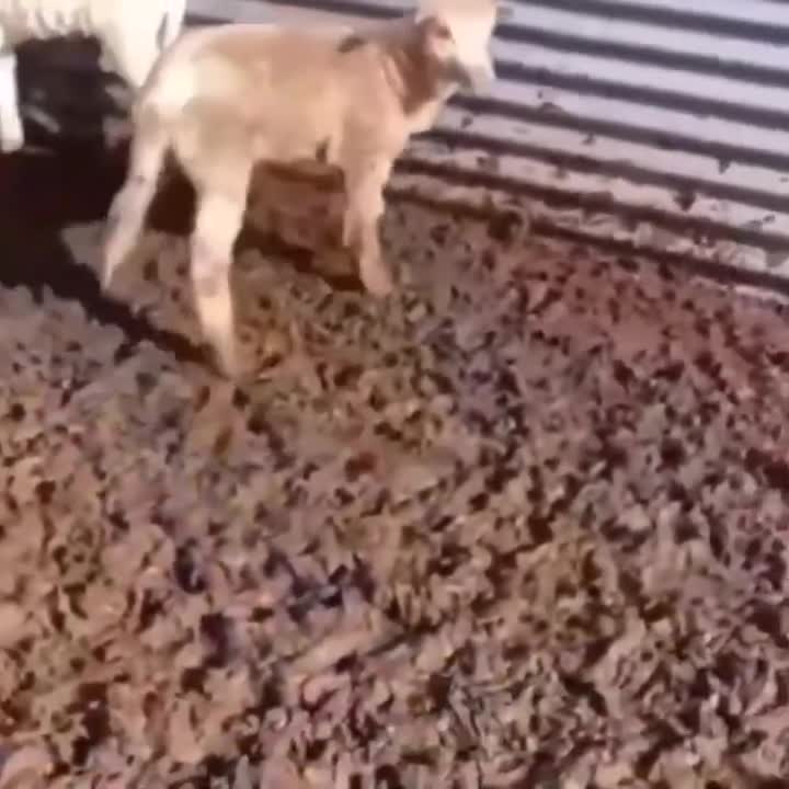 possessed sheep