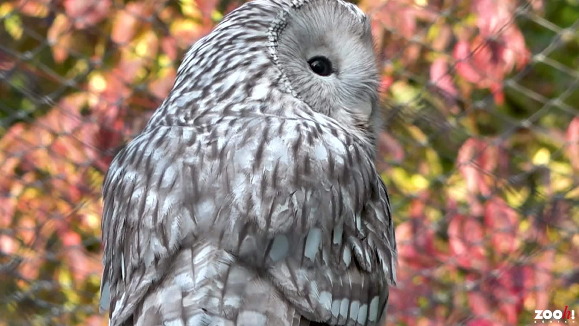 Three New Ural Owls At Swiss Zoo Reintroducing The Species After They ...