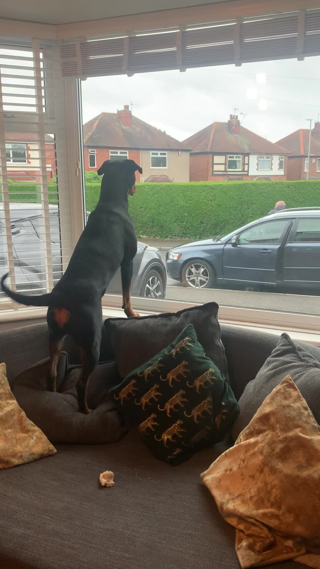 Rottweiler Extremely Happy to See Grandparents