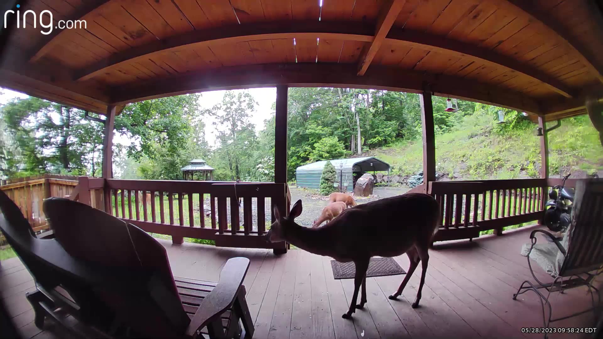 Deer 🦌 NW NC at The Treehouse 🌳 Lady & Hattie are still pregnant and ...