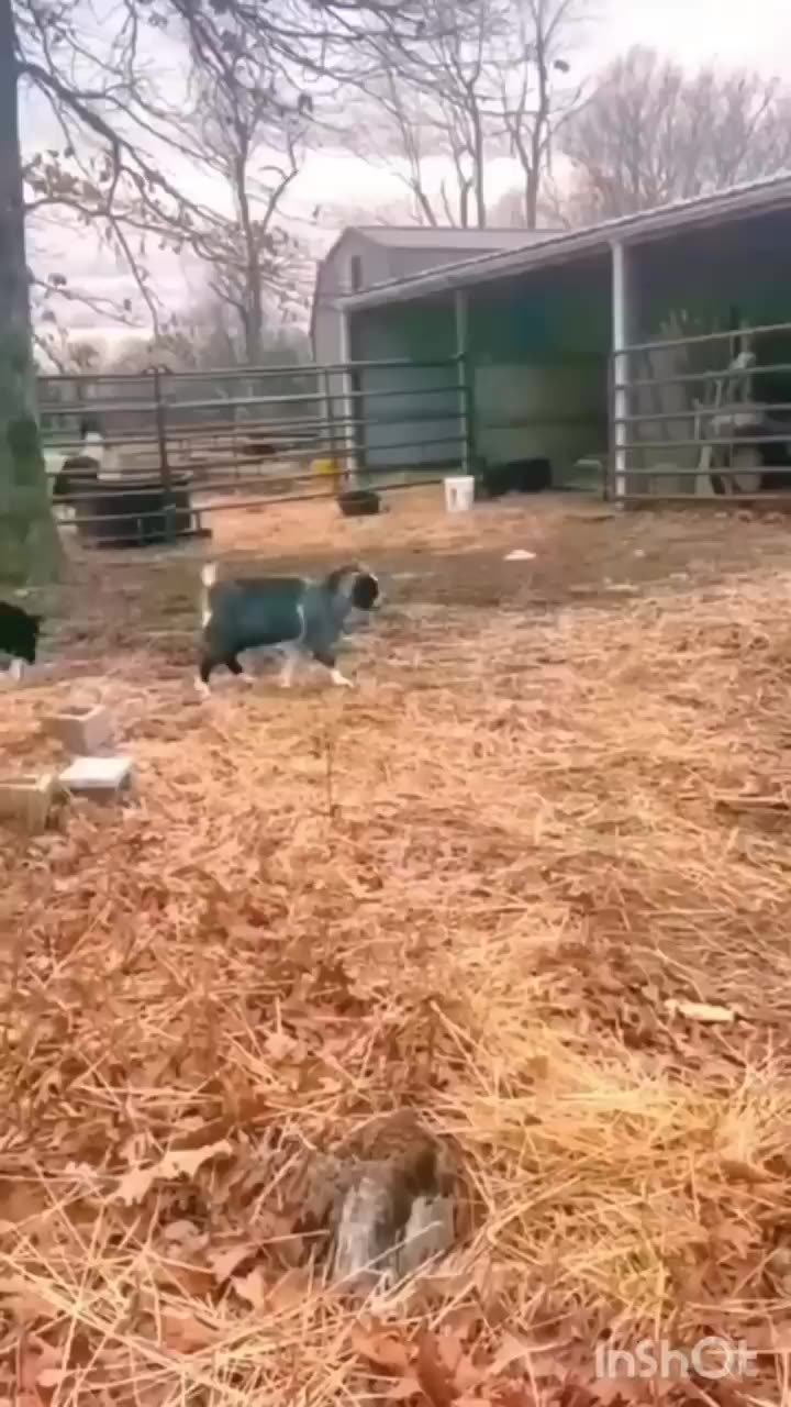 Animals are wonderful creatures