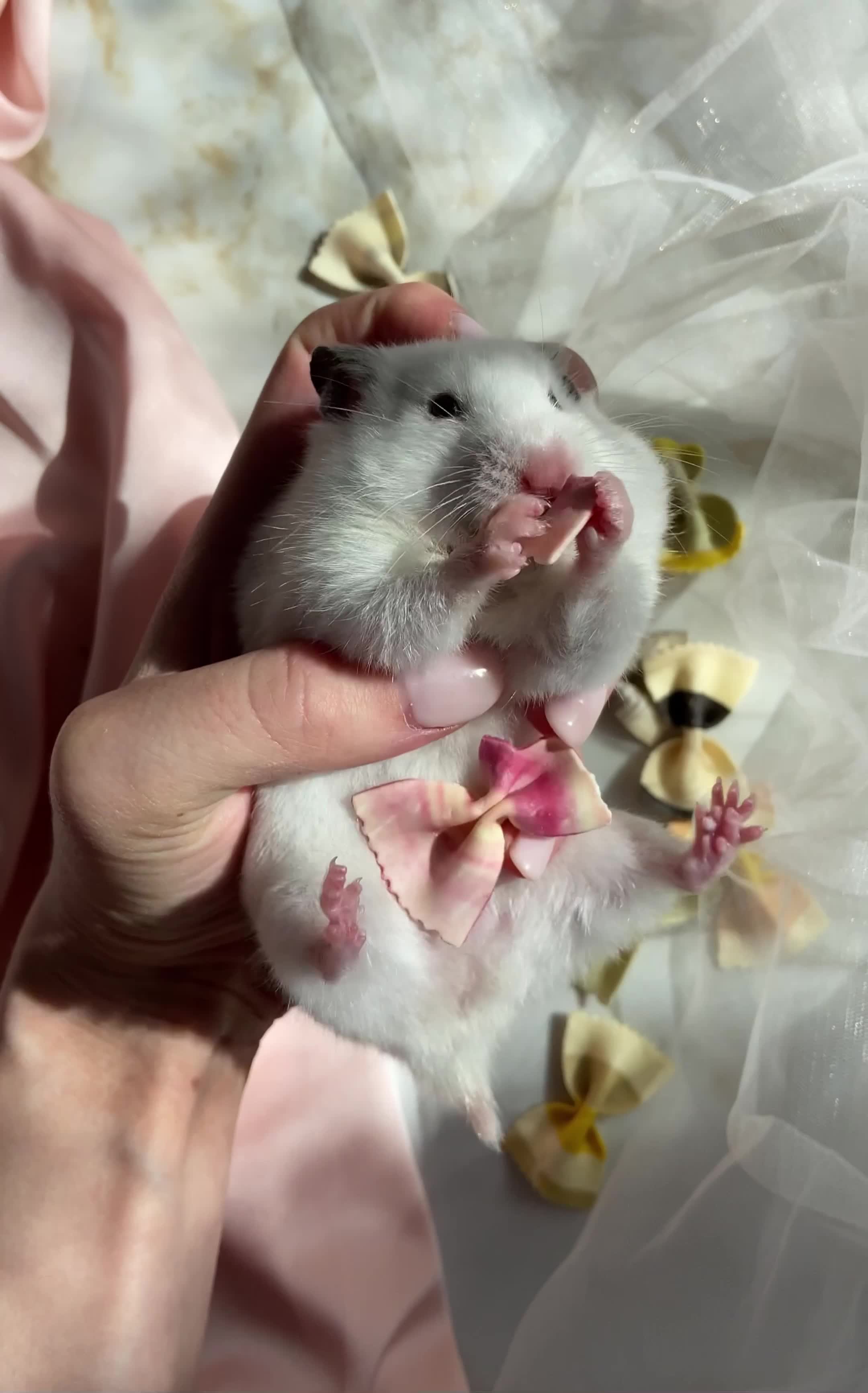 Feeding a cute Hamster