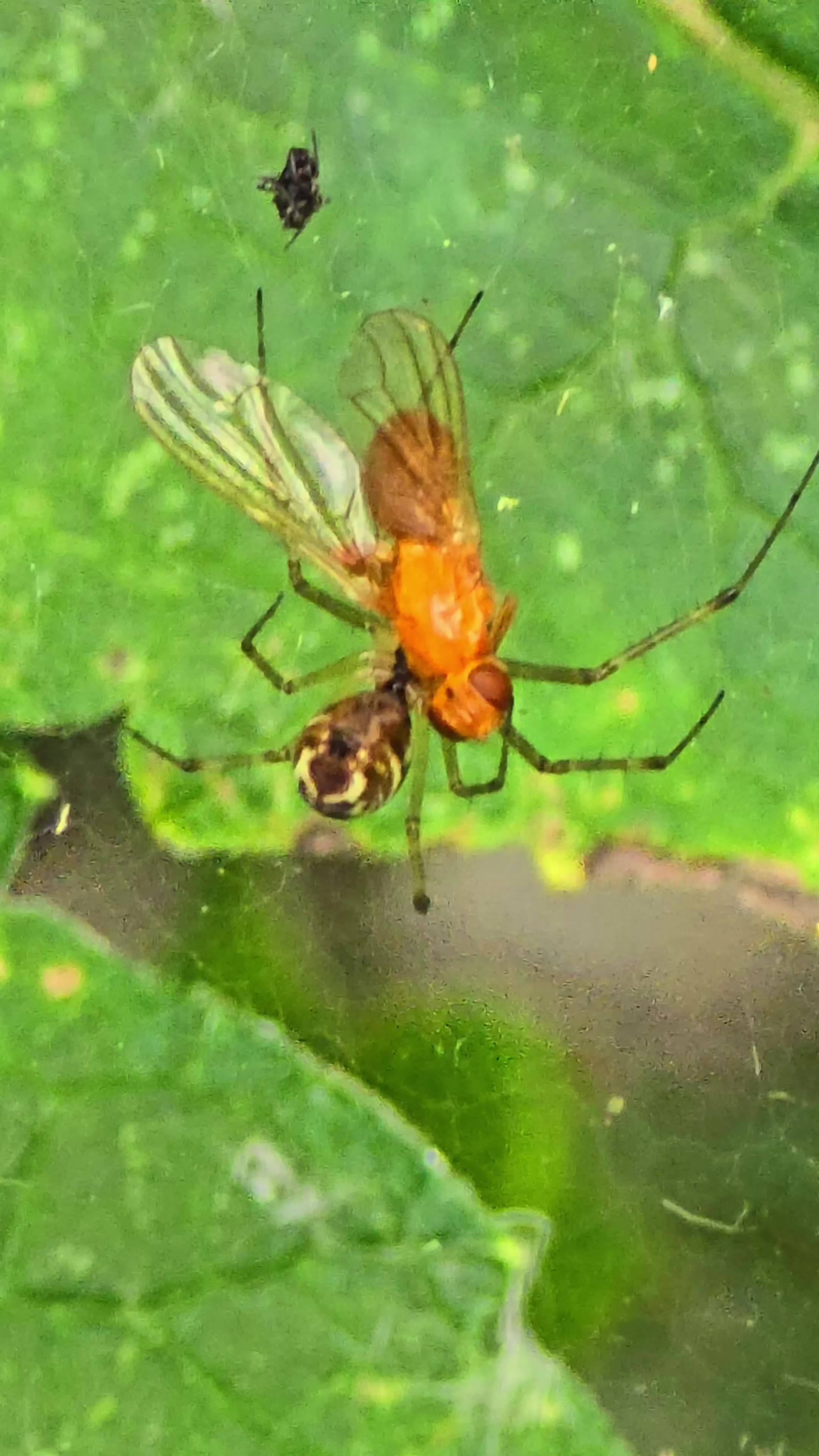 A beautiful spider eats an insect in its web.