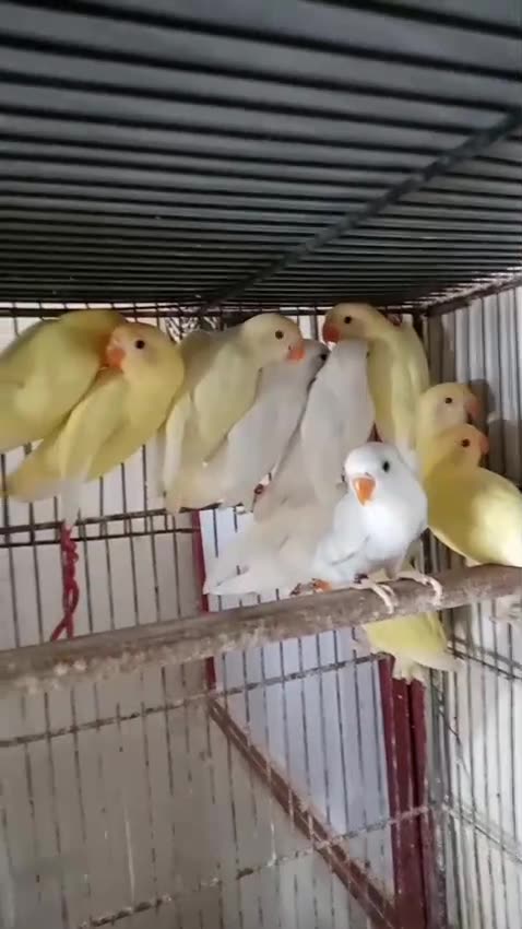 Albino Cream red eyes love birds
