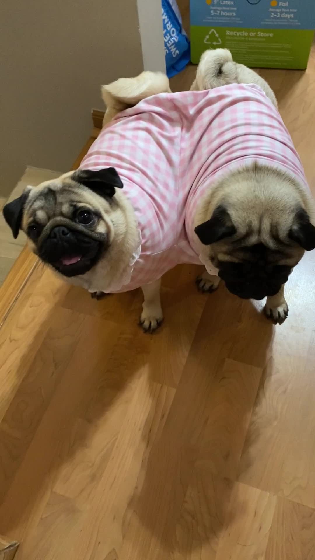 Two Pugs Looking Snug