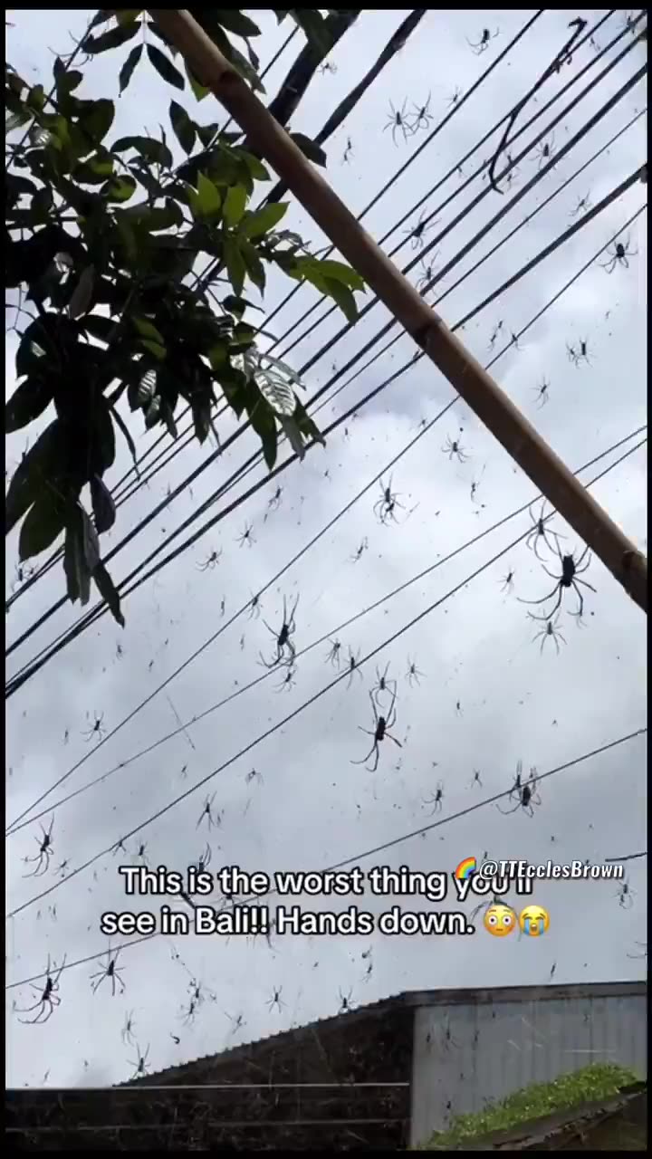 Bali Spider Season