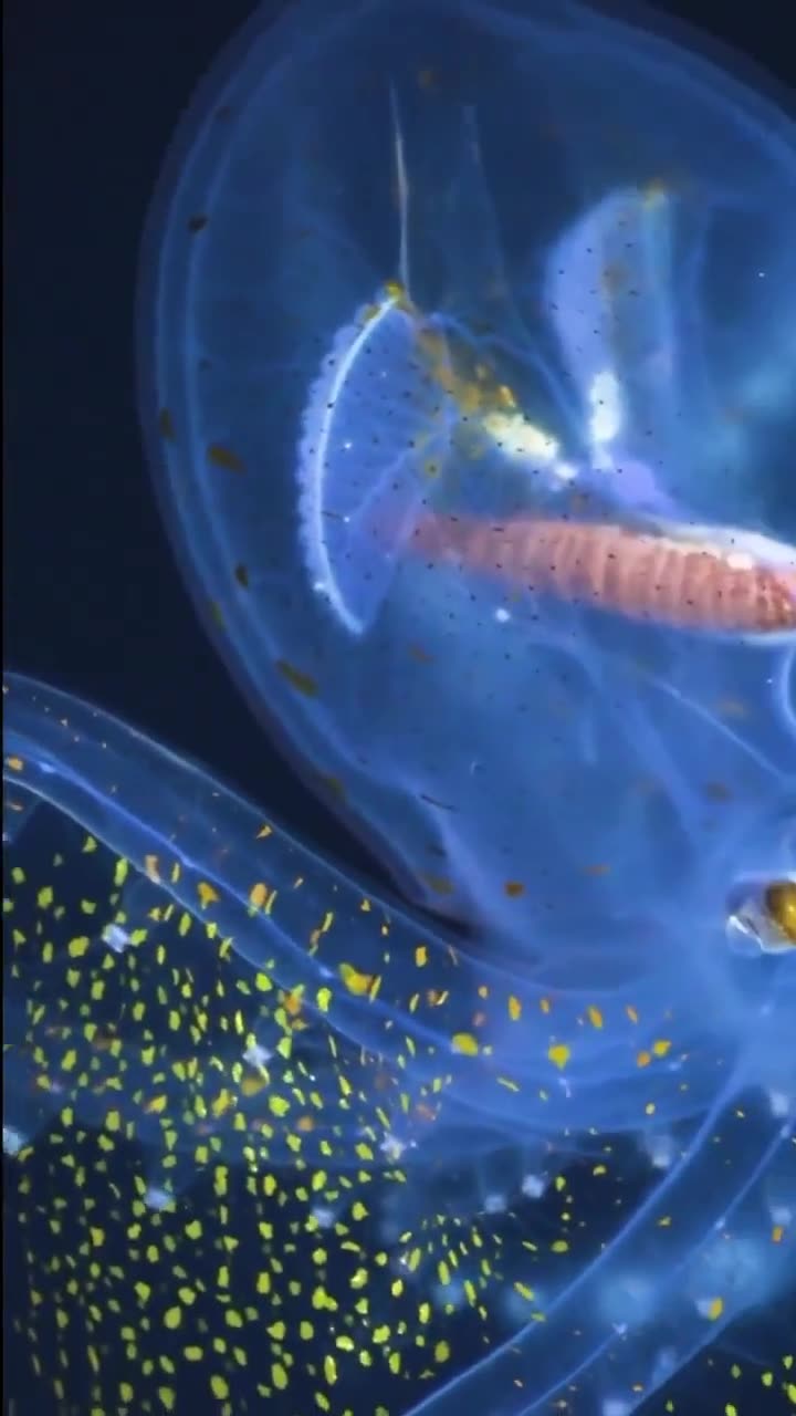 "Incredible Discovery: Witnessing the Astonishing Transformation of a ...