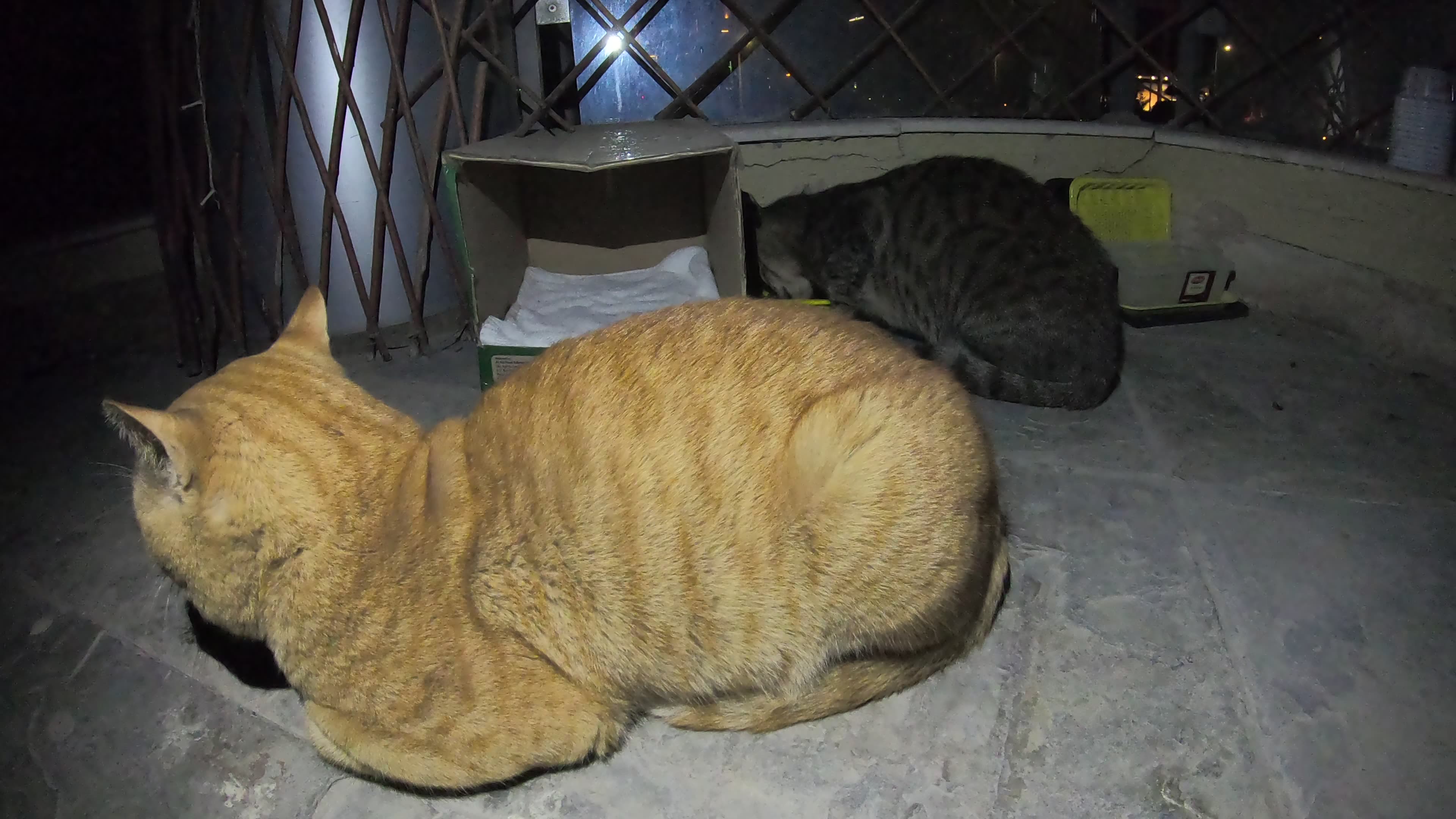Homeless cats in UAE, Ras Al Khaimah: ED SHEERAN & MICHAEL JACKSON # ...