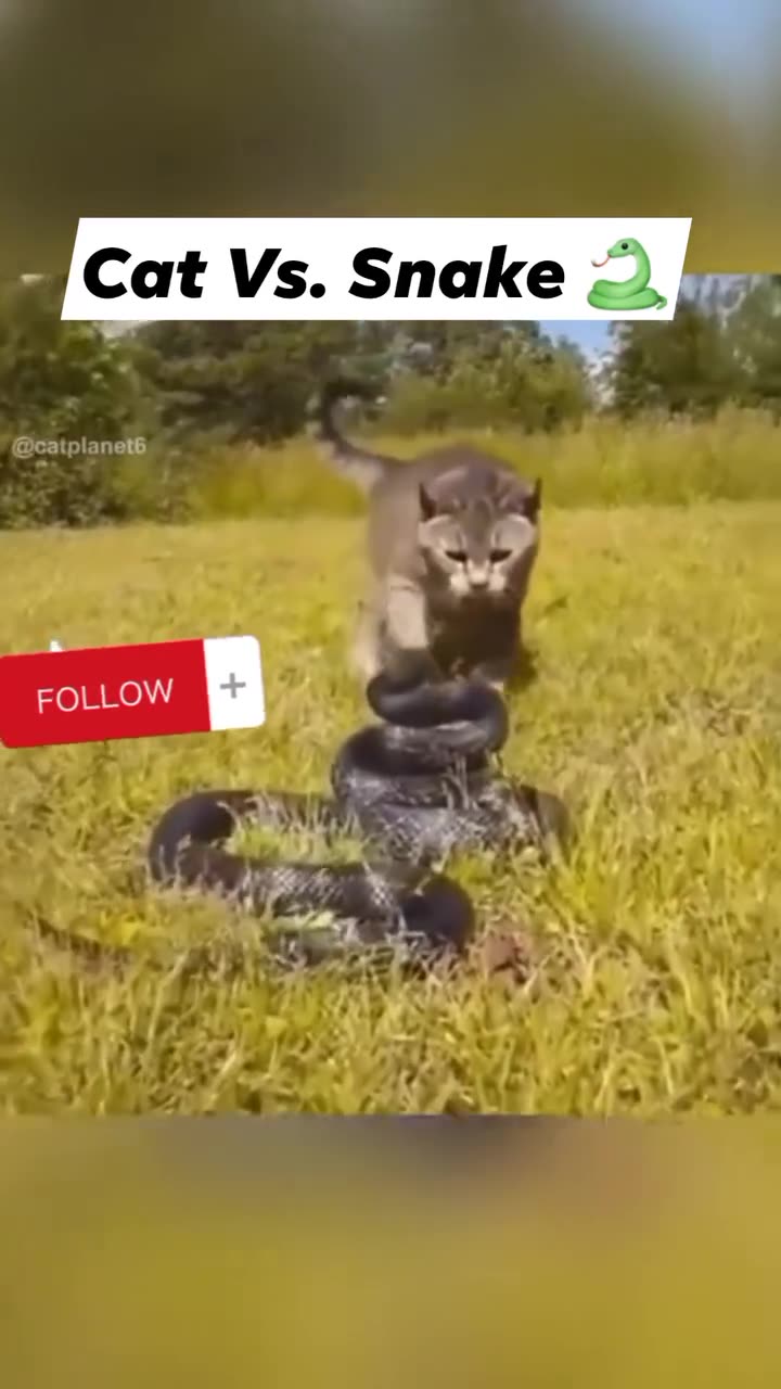 Cat VS Snake