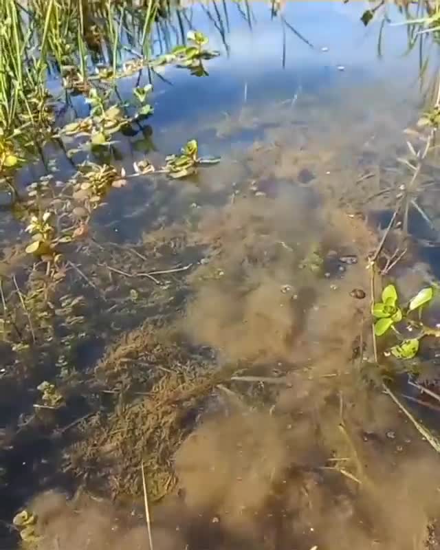 This is a beautiful and charming water-dwelling species