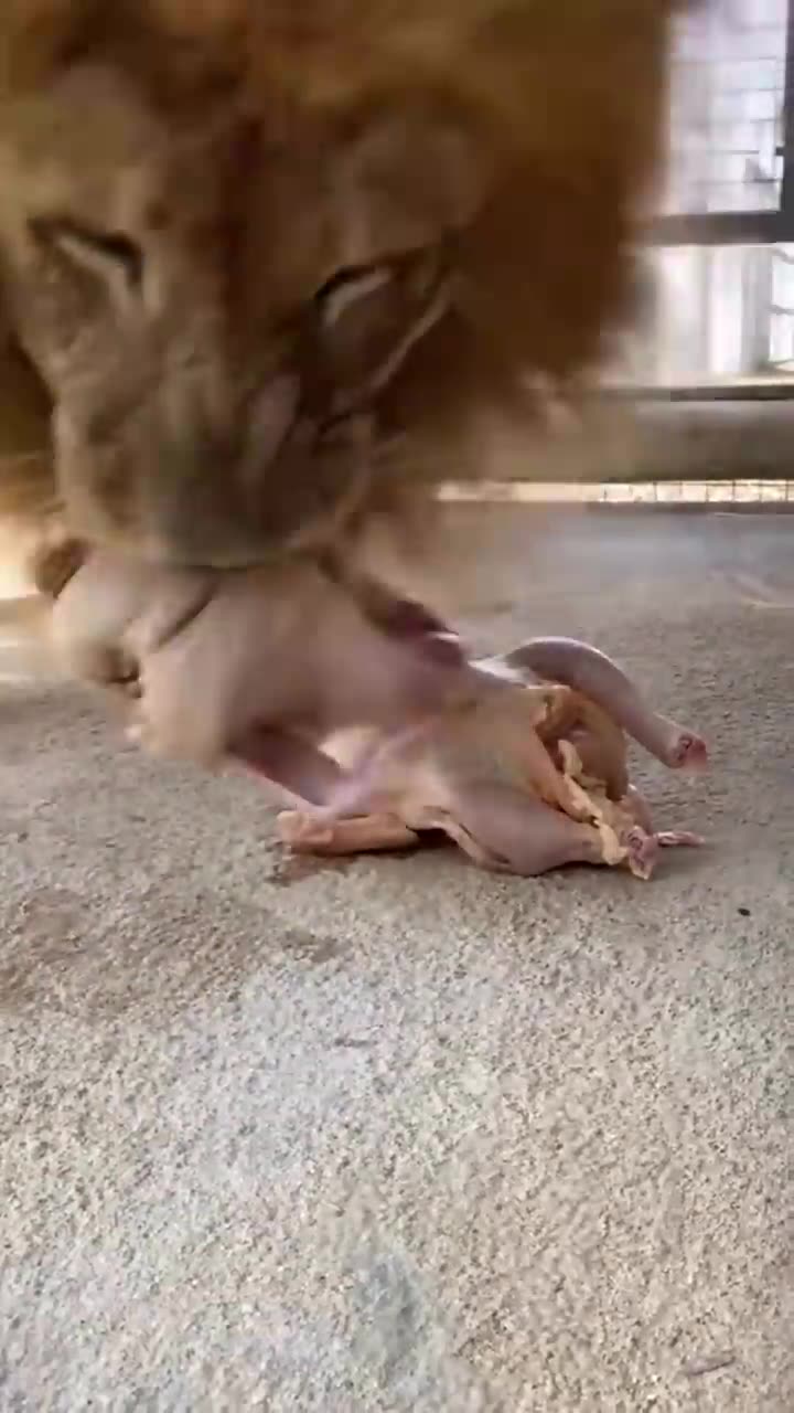 Big Lion Likes Chicken😱😱