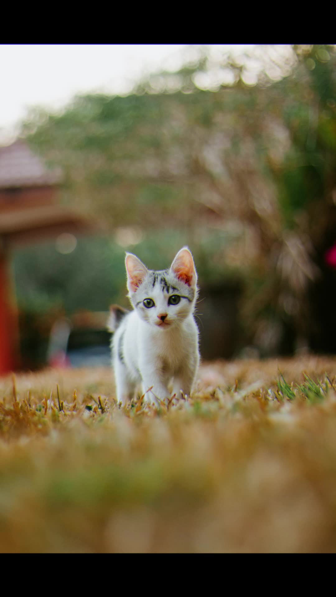 Cute Cat Video | Cat Viral Video | Beautiful Cat Videos #shorts