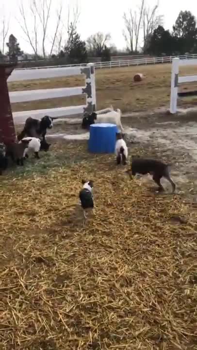 Luna, our Italian Greyhound, meets the goats for the first time. Hilarious