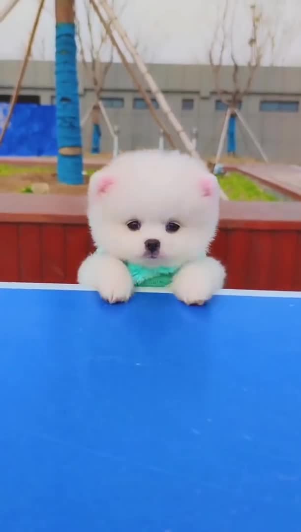 FUNNY AND CUTE LITTLE BABY DOD