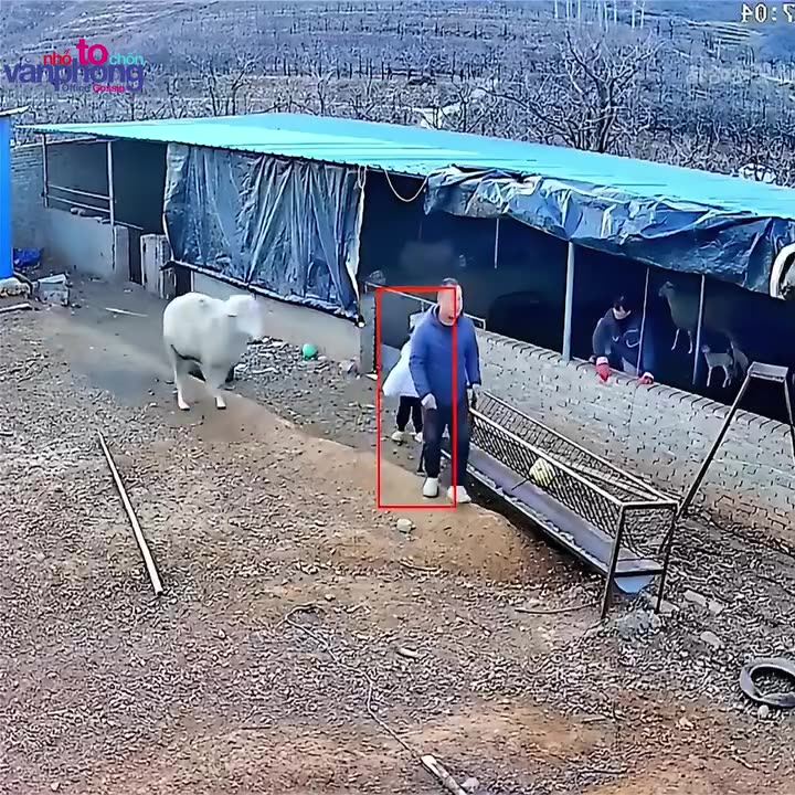 Hilarious Animal Shenanigans Part-2