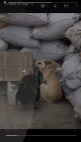 Chicken Vs. Dog Fight - Hilarious Funny