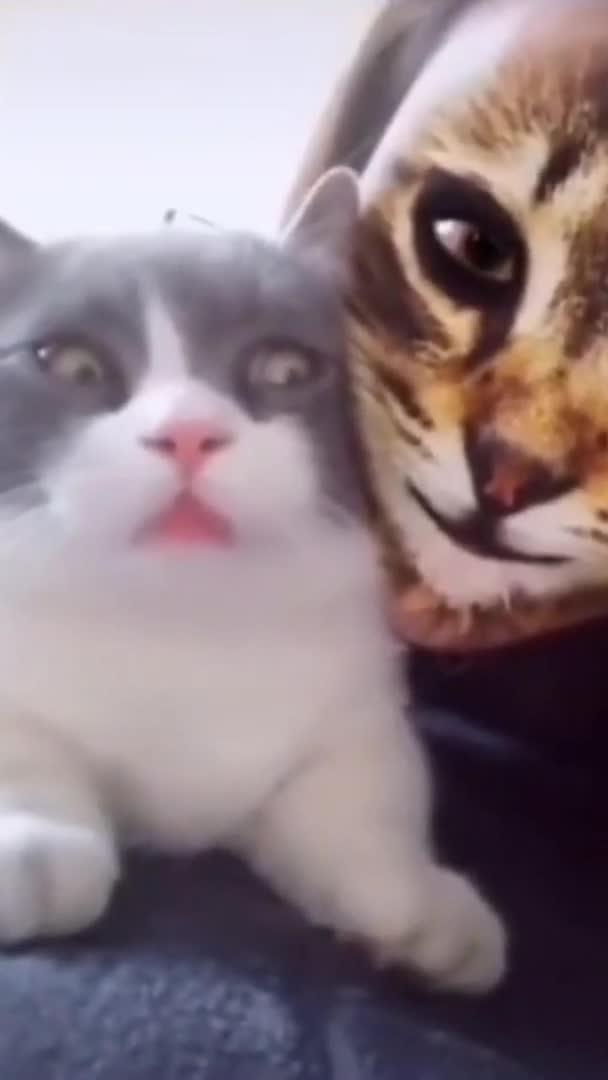 THE BEST OF SMART, CUTE AND FUNNY ANIMAL VIDEOS
