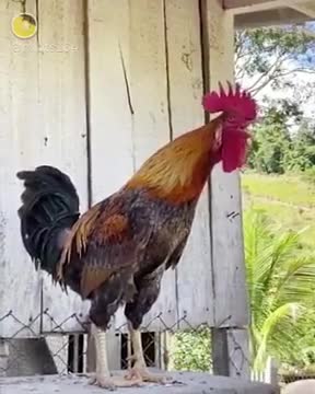 The Longest Rooster Crow