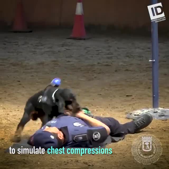 Police dog demonstrates life-saving CPR for school kids