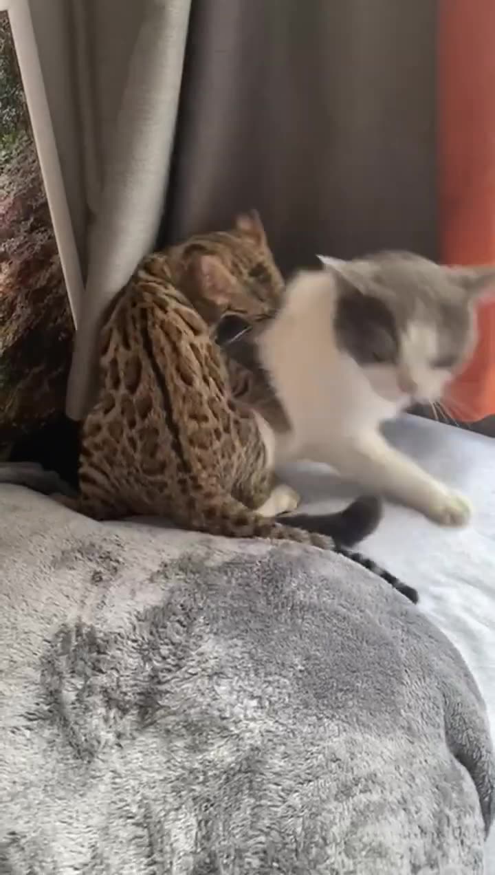 The Most Insane Cat MMA Showdown: Pao vs Ding Ding