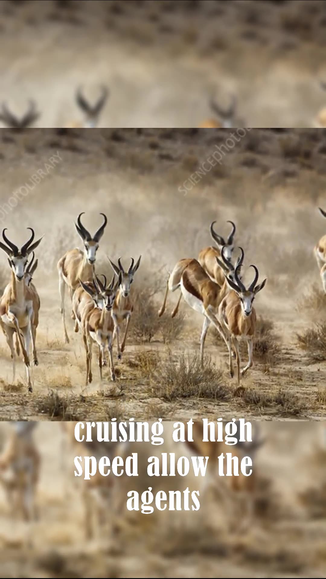 How Springbok Are Incredibility Fast