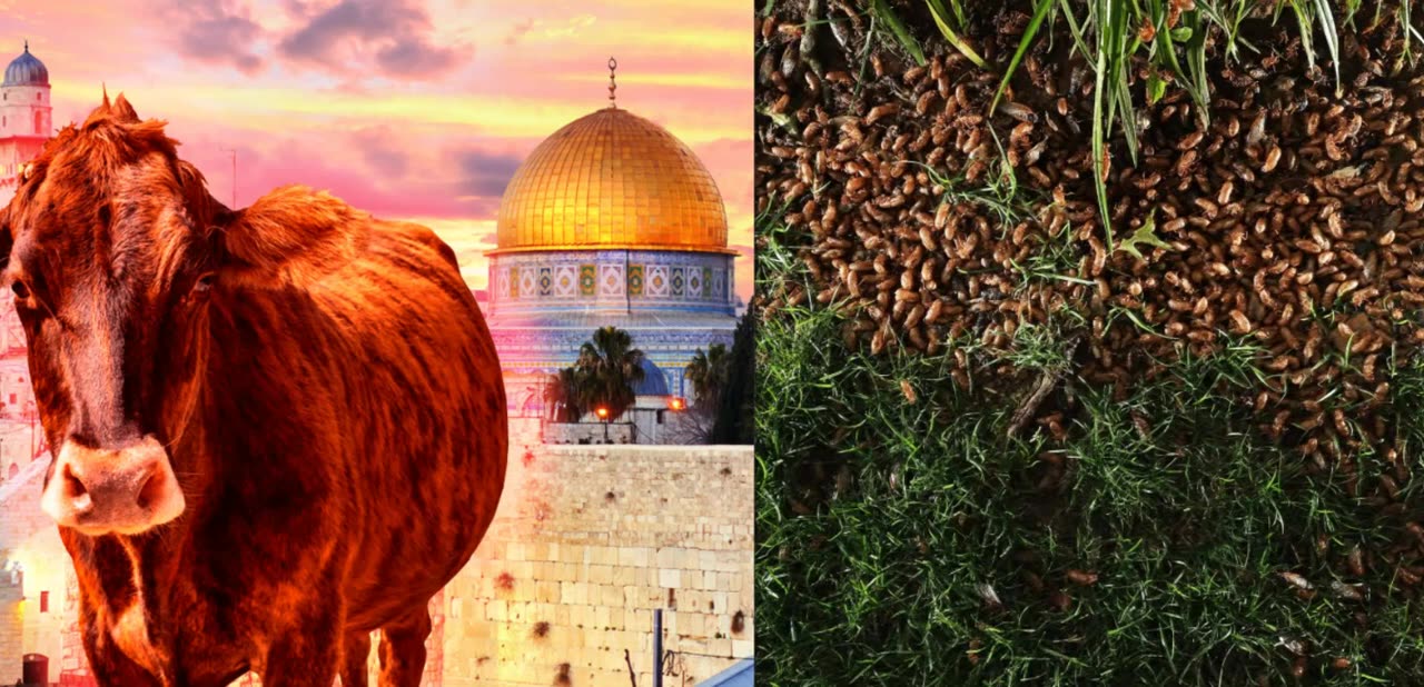 End Time Signs! Red Heifer Prophecy, Great Eclipse, Red Dragon of ...