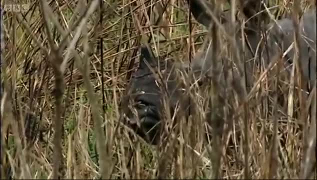 Phil Tufnell Meets Wild Indian Rhino | Saving Planet Earth: Rhino | BBC ...