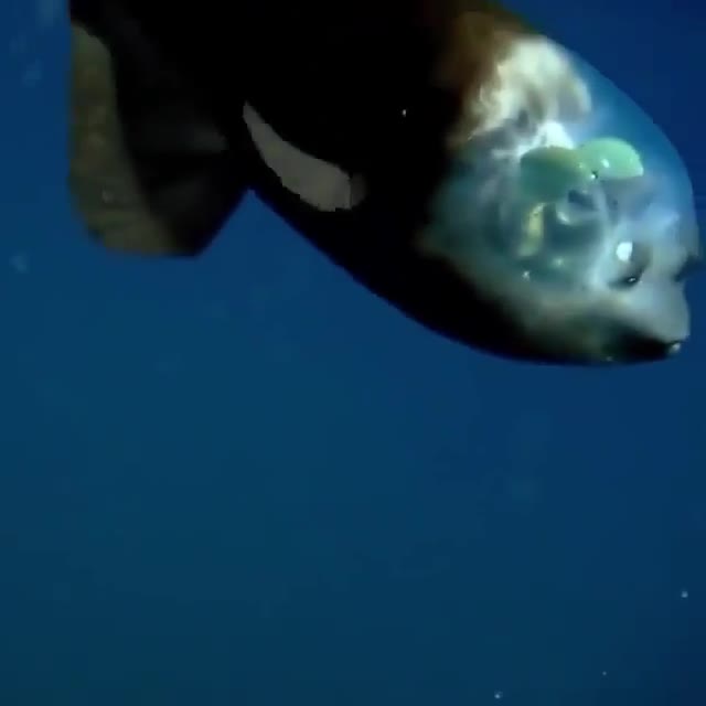 barreleye fish from deep sea in total darkness